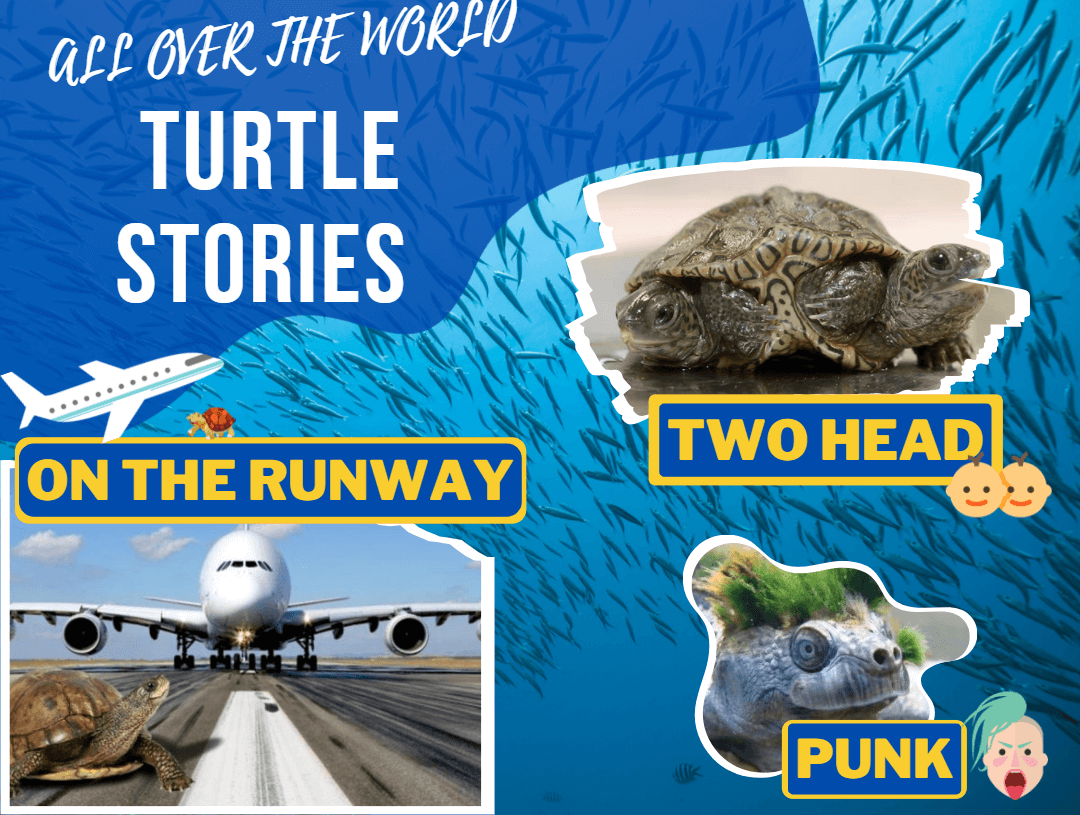 TURTLE STORIES - Scimagine